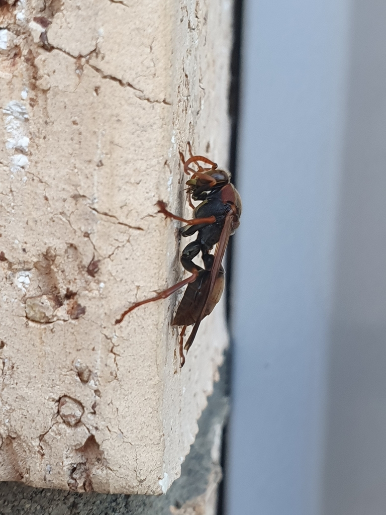 Southern Australian Paper Wasp from Waiterimu, New Zealand on June 03 ...