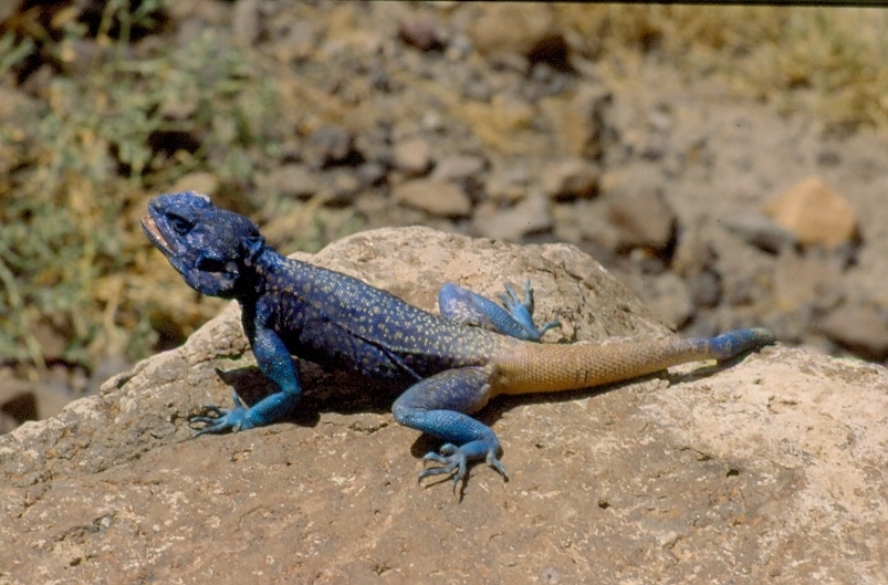 Anderson's Rock Agama from Wadi Dhar / Yemen on March 1, 1998 by ...