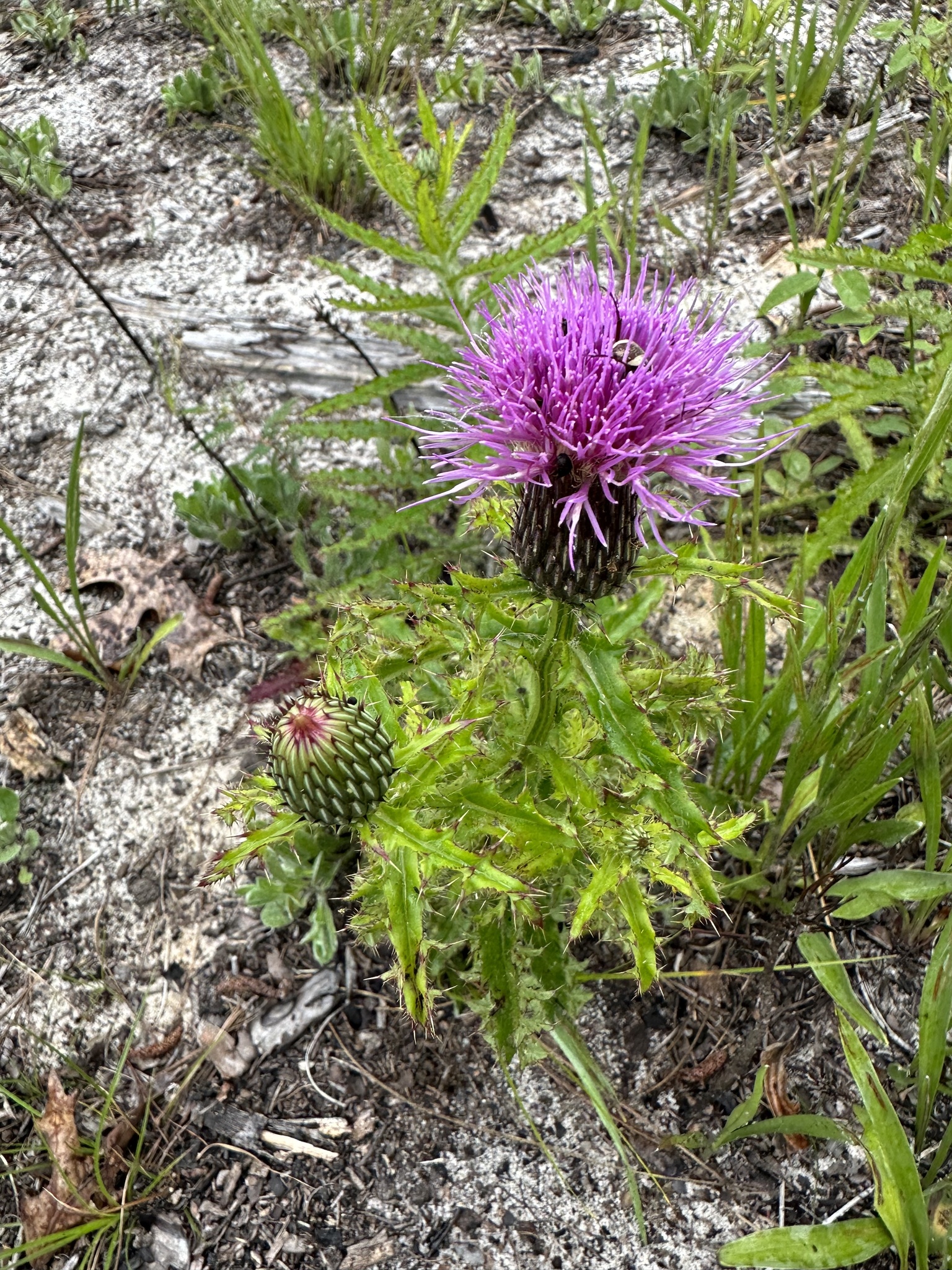 Cirsium repandum Michx.
