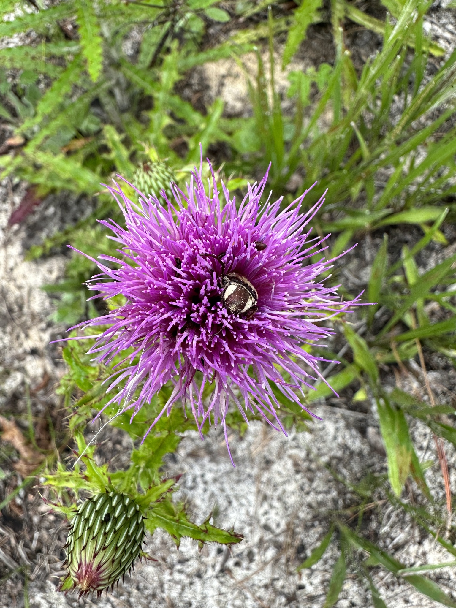 Cirsium repandum Michx.