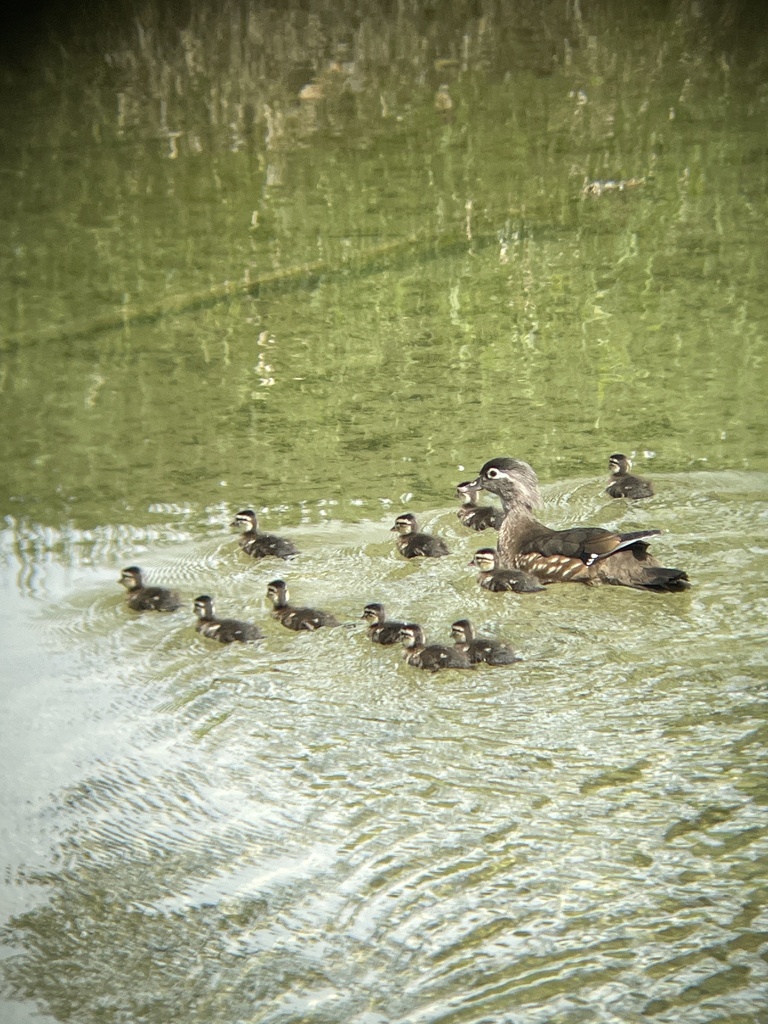 Wood Duck from Inglewood Bird Sanctuary, Calgary, AB, CA on May 31 ...