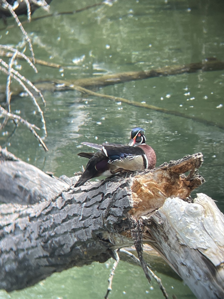 Wood Duck from Inglewood Bird Sanctuary, Calgary, AB, CA on May 31 ...