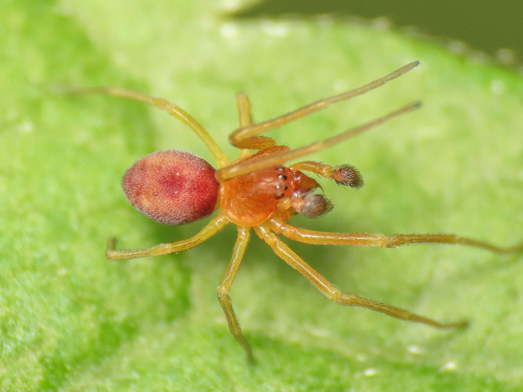 Bleeding Heart Spider from 67100 Bazzano, Province of L'Aquila, Italy on May 25, 2023 at 04:14 ...