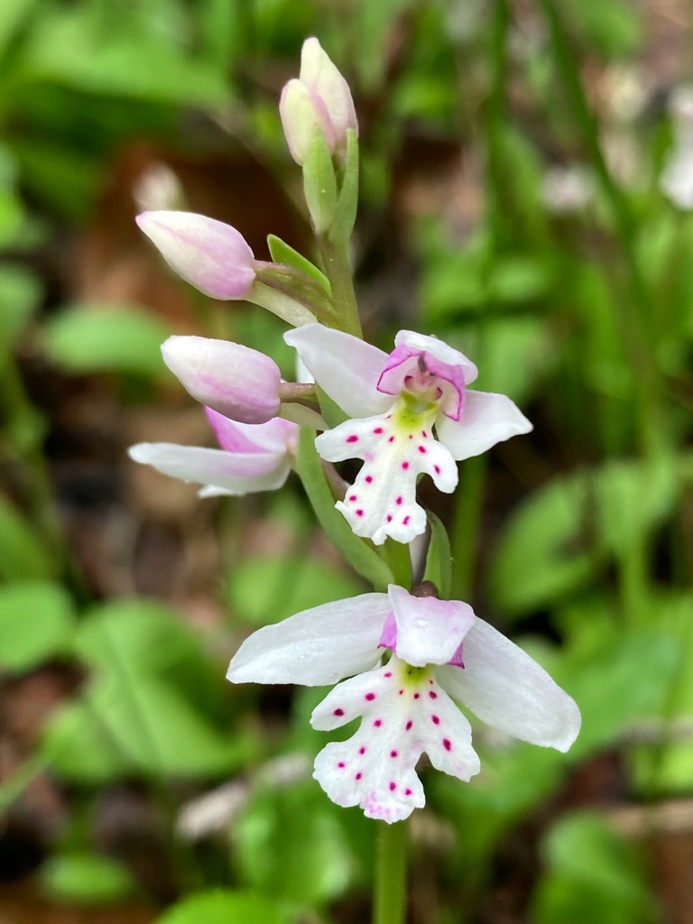 Small Round-leaved Orchid in June 2023 by canuckamok · iNaturalist