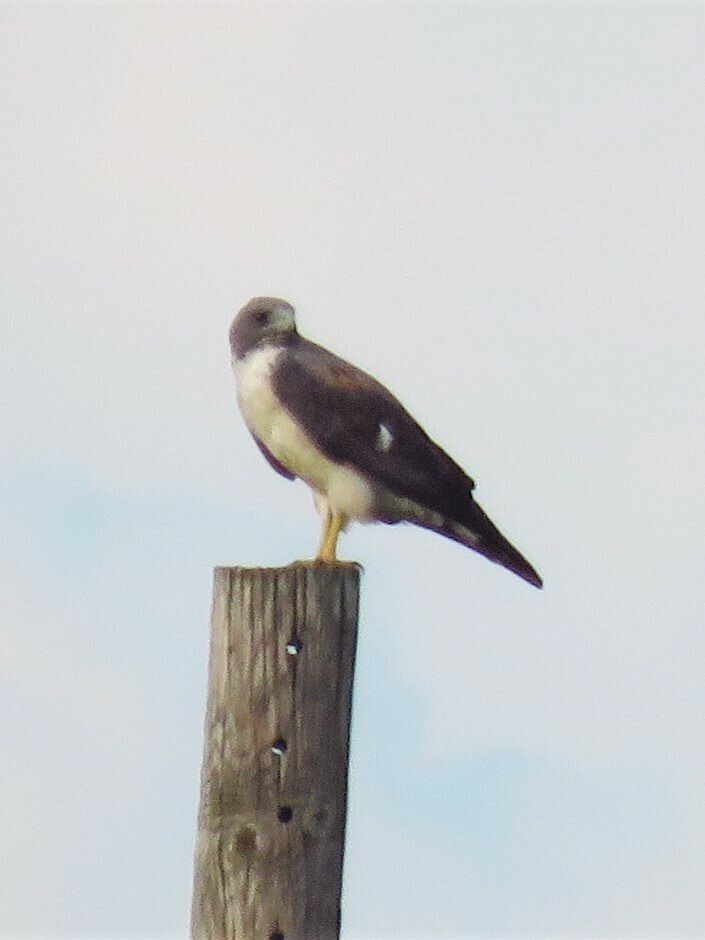 White-tailed Hawk from Powderhorn WMA, Calhoun Co., TX, US on May 20 ...