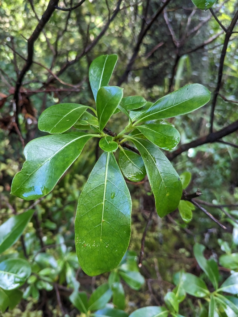 Shining Karamu from Kaipara, NZ-NO, NZ on June 03, 2023 at 10:07 AM by ...