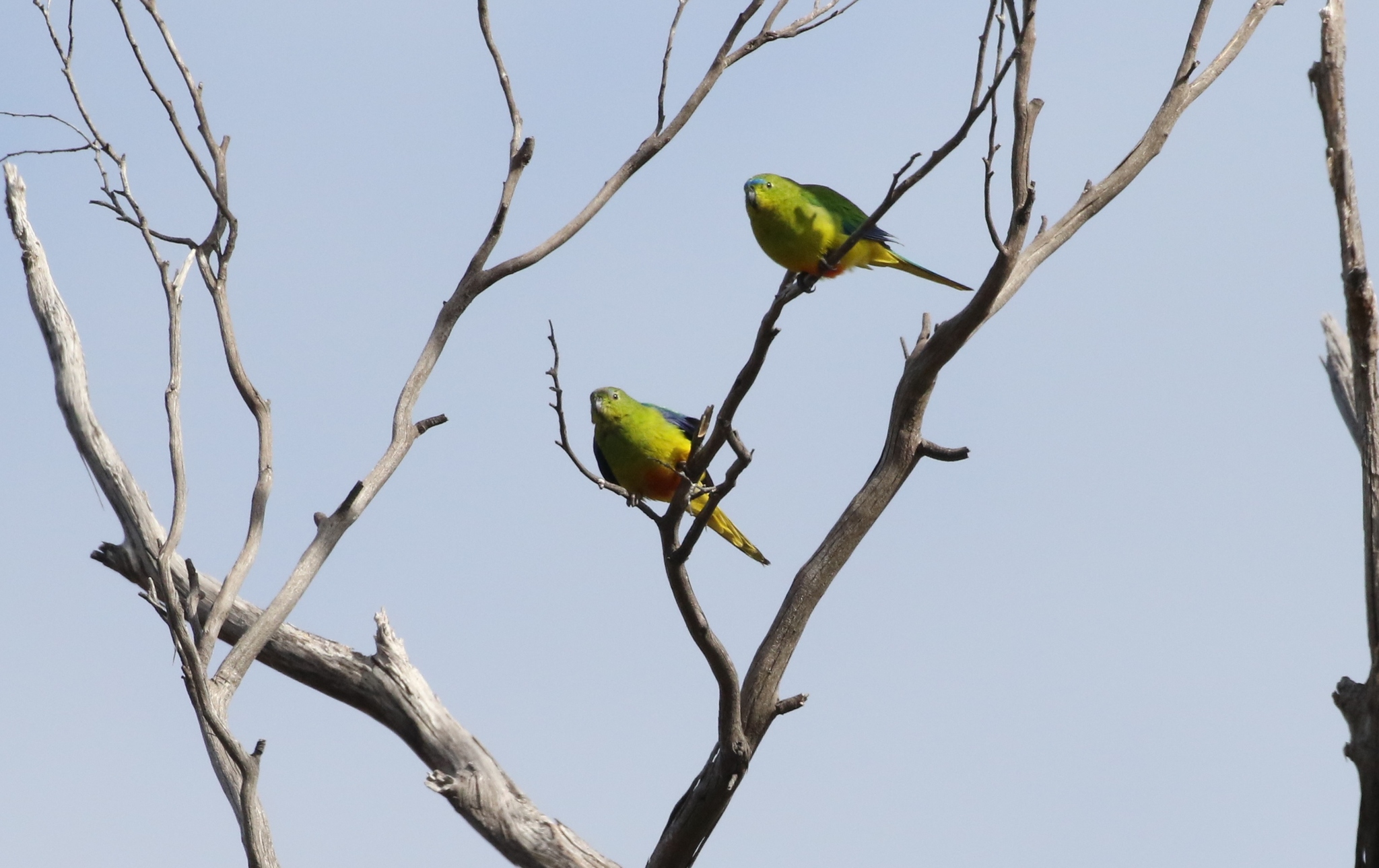 Neophema chrysogaster (Latham, 1790)