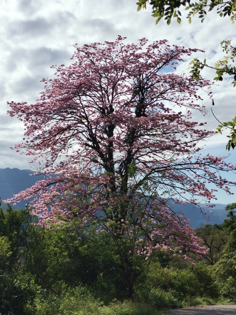 Pink poui from 79916 S.L.P., México on April 12, 2023 at 04:13 PM by ...