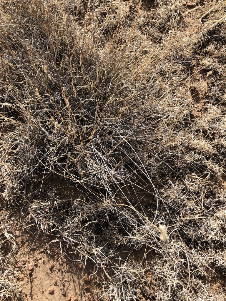 Spike Muhly from Kaibab National Forest, Williams, AZ, US on November ...