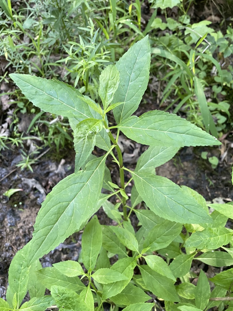 sharpwing monkeyflower in June 2023 by kwillard. in stream · iNaturalist