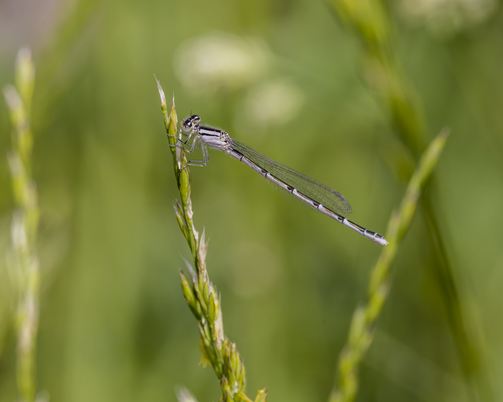 Tule Bluet from Dupage County, IL, USA on June 2, 2023 at 11:30 AM by ...