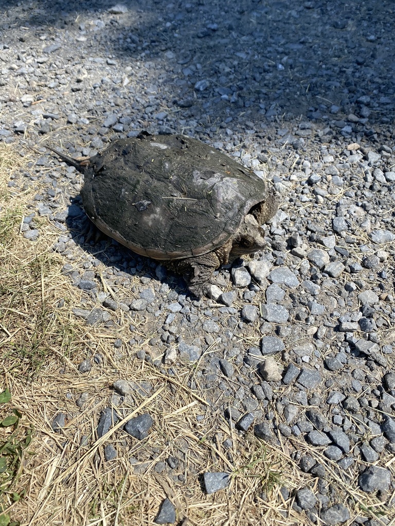 Common Snapping Turtle from Kingwood Locktown Rd, Frenchtown, NJ, US on ...