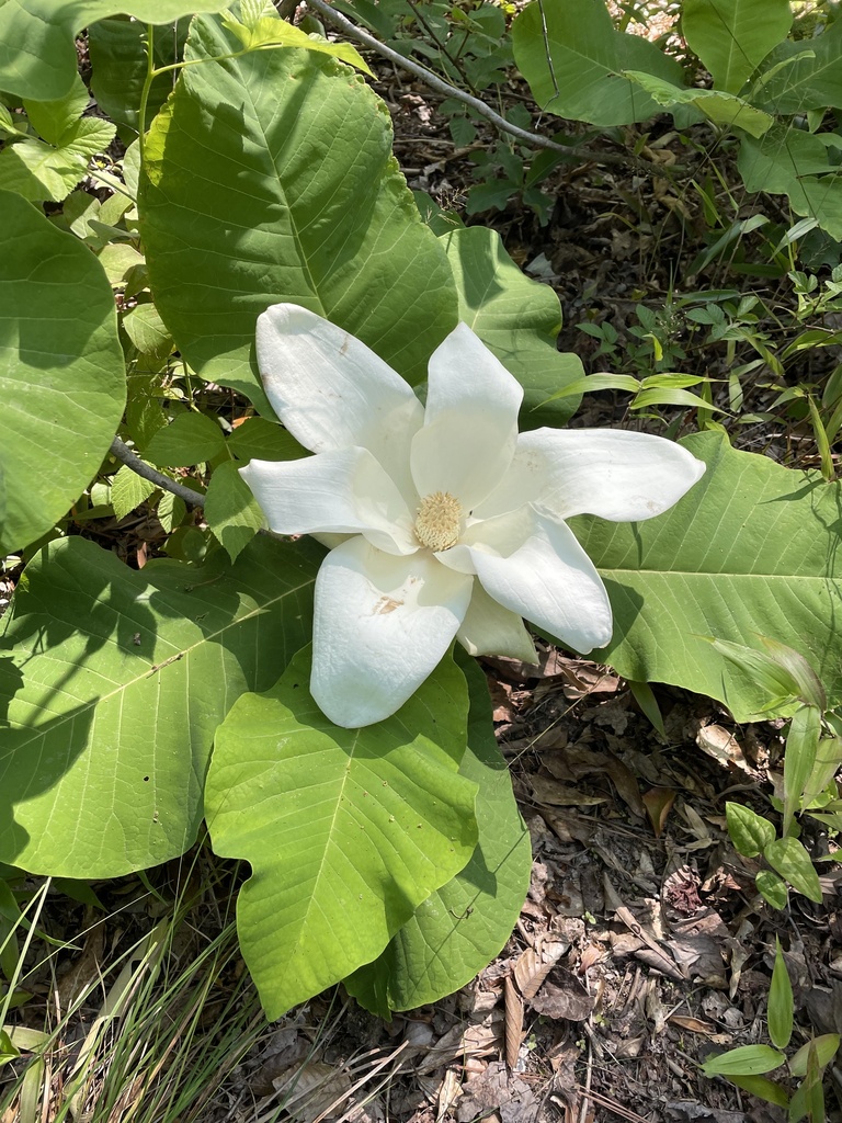bigleaf magnolia from Canton, GA, US on June 2, 2023 at 11:16 AM by ...