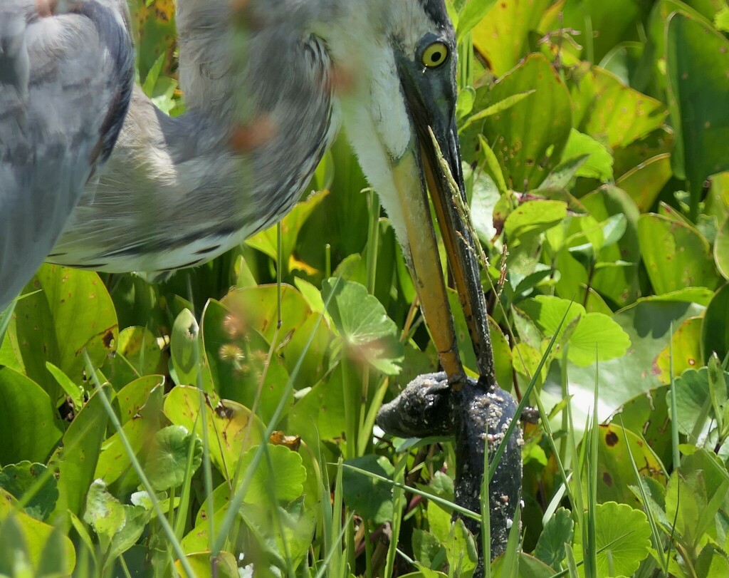 Greater Siren from Orlando Wetlands Park, Orange County, FL, USA on ...