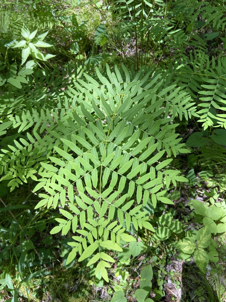 American Royal Fern from Salisbury, MD, US on June 2, 2023 at 01:12 PM ...