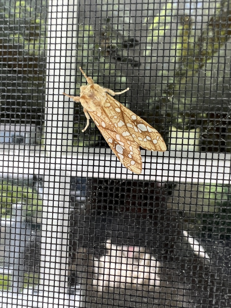 Hickory Tussock Moth from Minuteman Rd, Ridgefield, CT, US on May 31 ...
