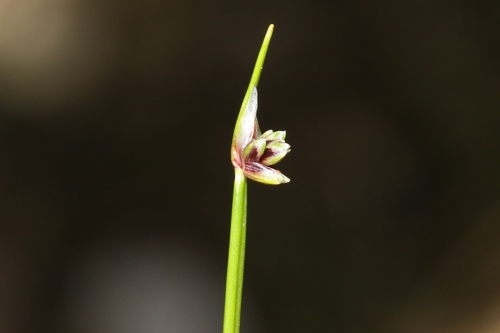 Swamp Club-sedge (Mornington Railway Reserve) · iNaturalist
