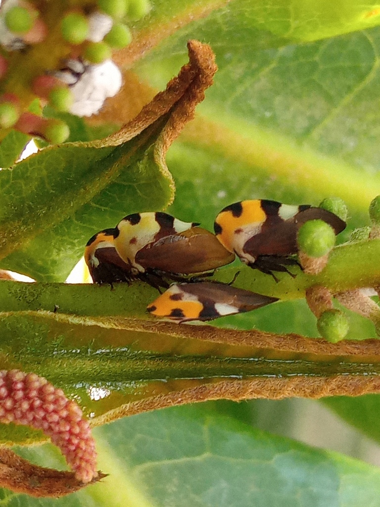 Mexican Treehopper from Chetumal, Quintana Roo, México on June 2, 2023 ...
