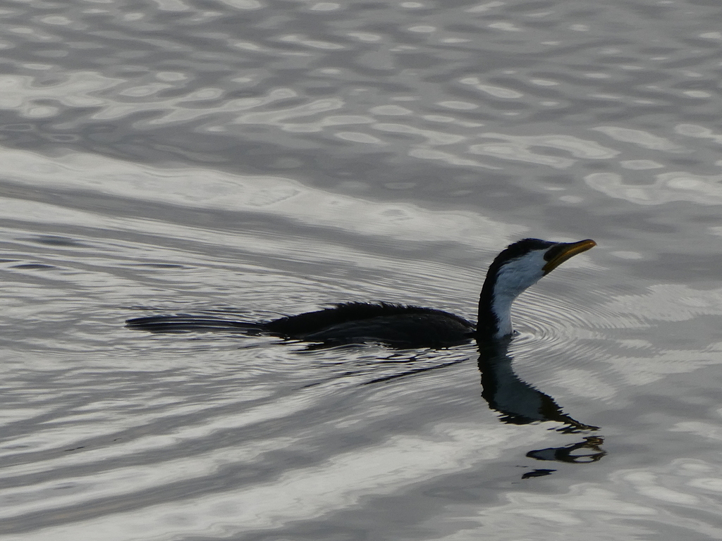 Little Pied Cormorant from Bass Coast, VIC, Australia on June 02, 2023 ...