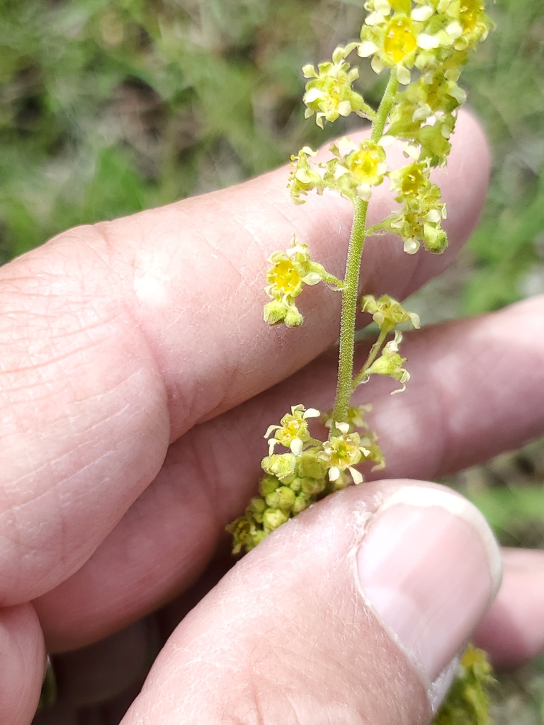 littleleaf alumroot from Fergus County, MT, USA on May 28, 2023 at 12: ...