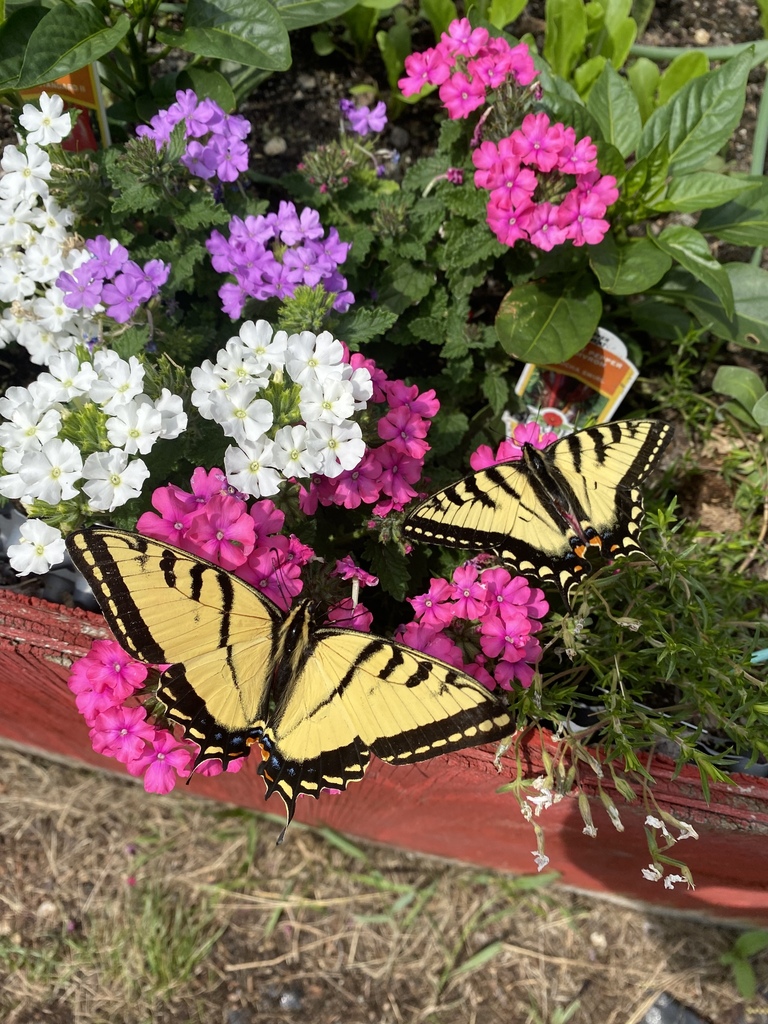 Canadian Tiger Swallowtail from Mount Dufferin, Kamloops, BC, Canada on ...