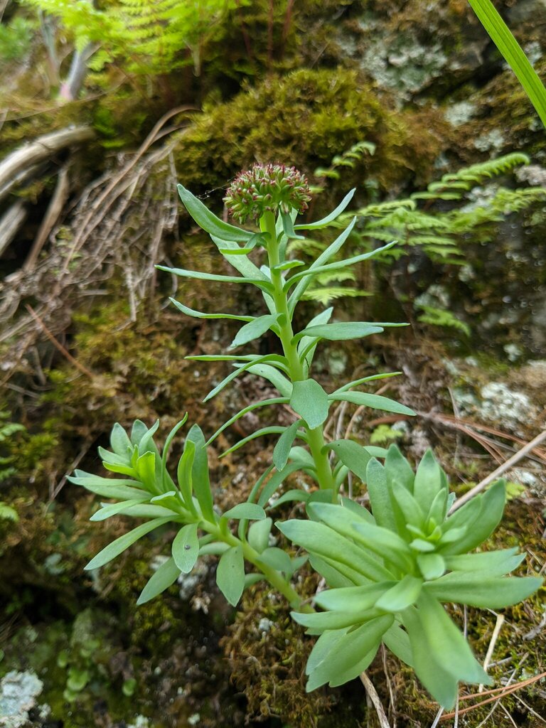 Leedy's Roseroot in May 2023 by Alex Graeff · iNaturalist