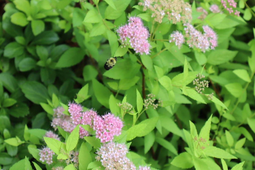 Two-spotted Bumble Bee from 4949 Crownover Dr, St. Louis, MO 63128, USA ...