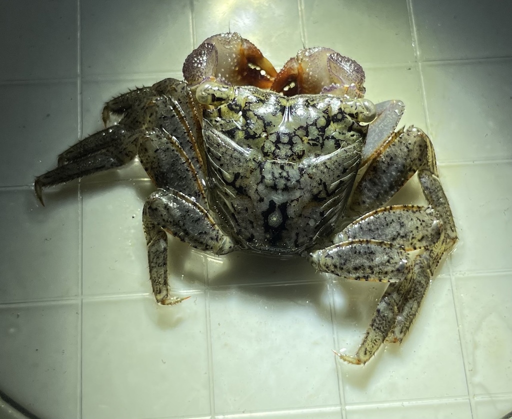 Mangrove Tree Crab from Boca Grande Cswy, Placida, FL, US on June 2 ...