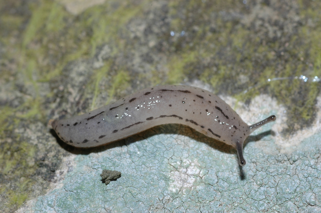 Chinese Slug from 411台灣台中市太平區酒桶山 on June 22, 2005 at 04:30 PM by 潘立傑 ...