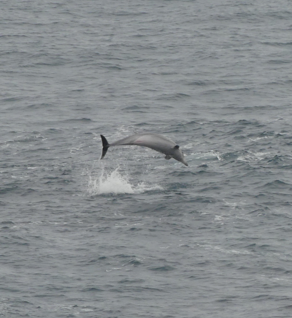 Indo-Pacific Bottlenose Dolphin from Tathra NSW 2550, Australia on June ...