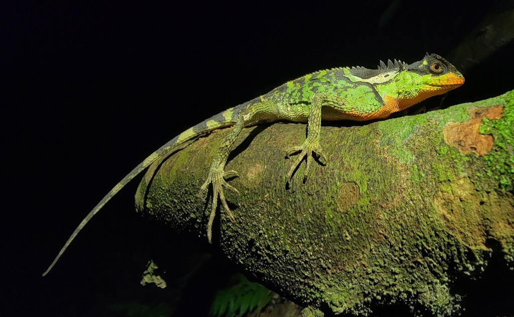 Acanthosaura rubrilabris from Xishuangbanna Dai, CN-YN, CN on June 2 ...