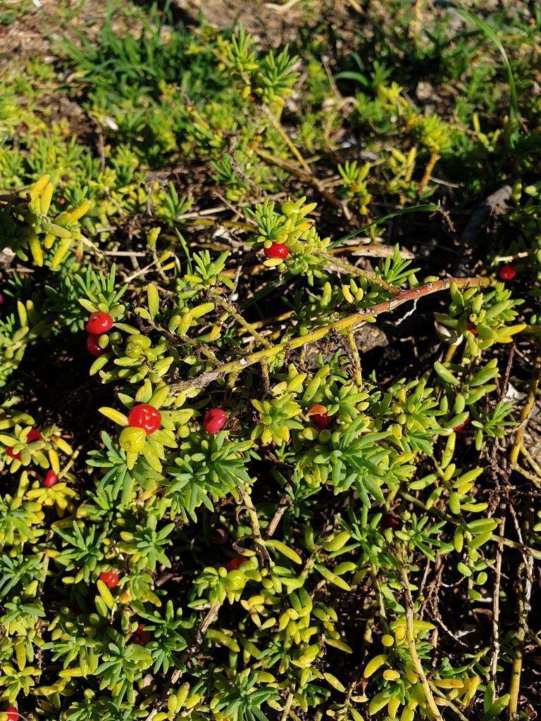 Barrier Saltbush from Second Valley Beach on June 03, 2023 at 11:48 AM ...