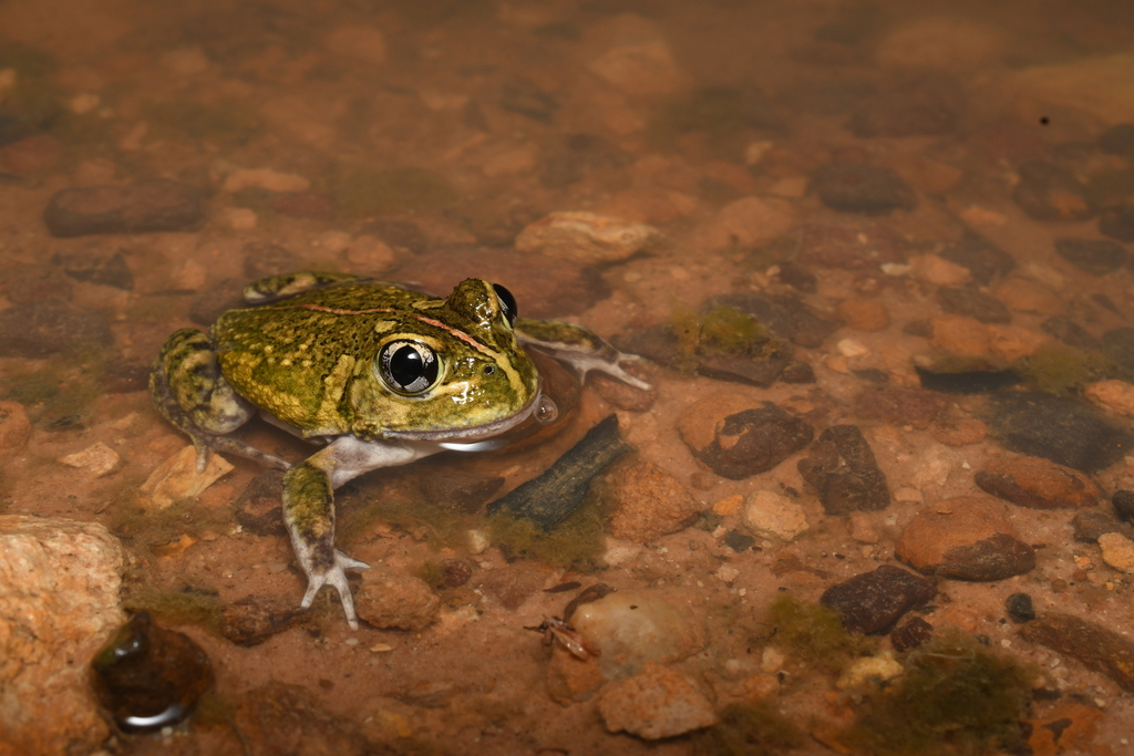 Humming Frog from Stirling Range National Park WA 6338, Australia on ...