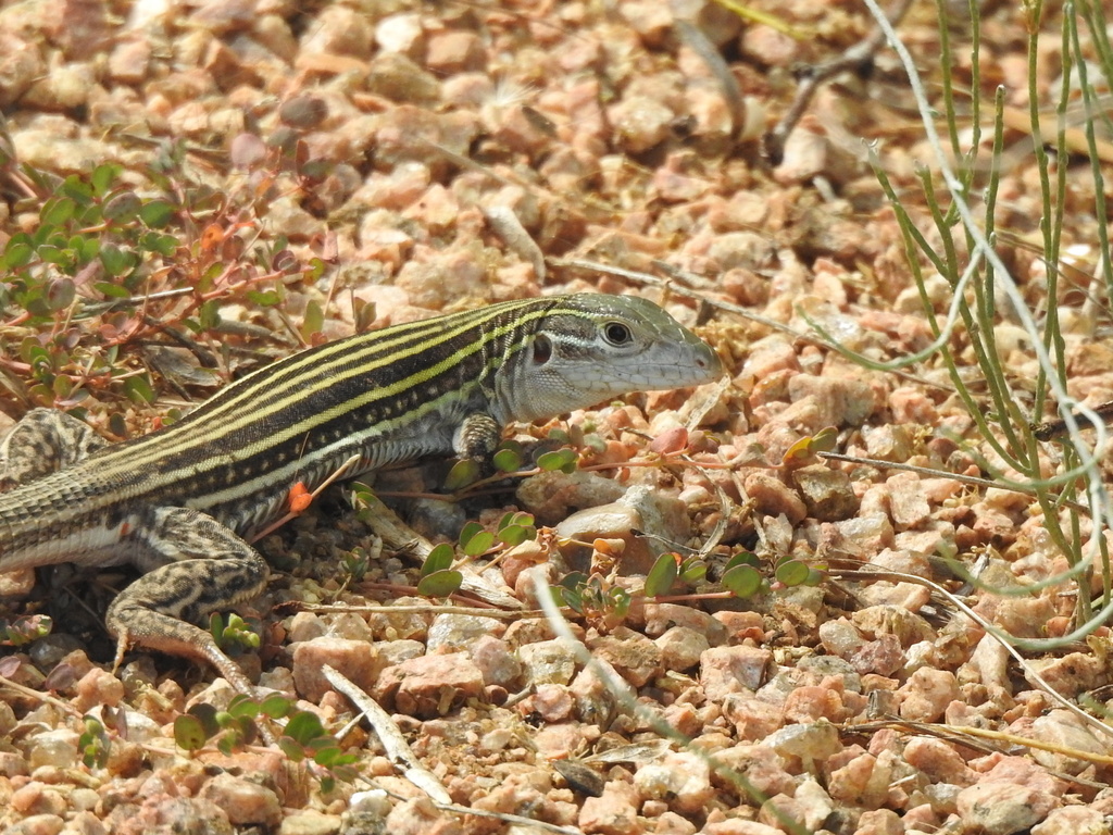 Common Spotted Whiptail from N Oso Pkwy, Corpus Christi, TX, US on June ...