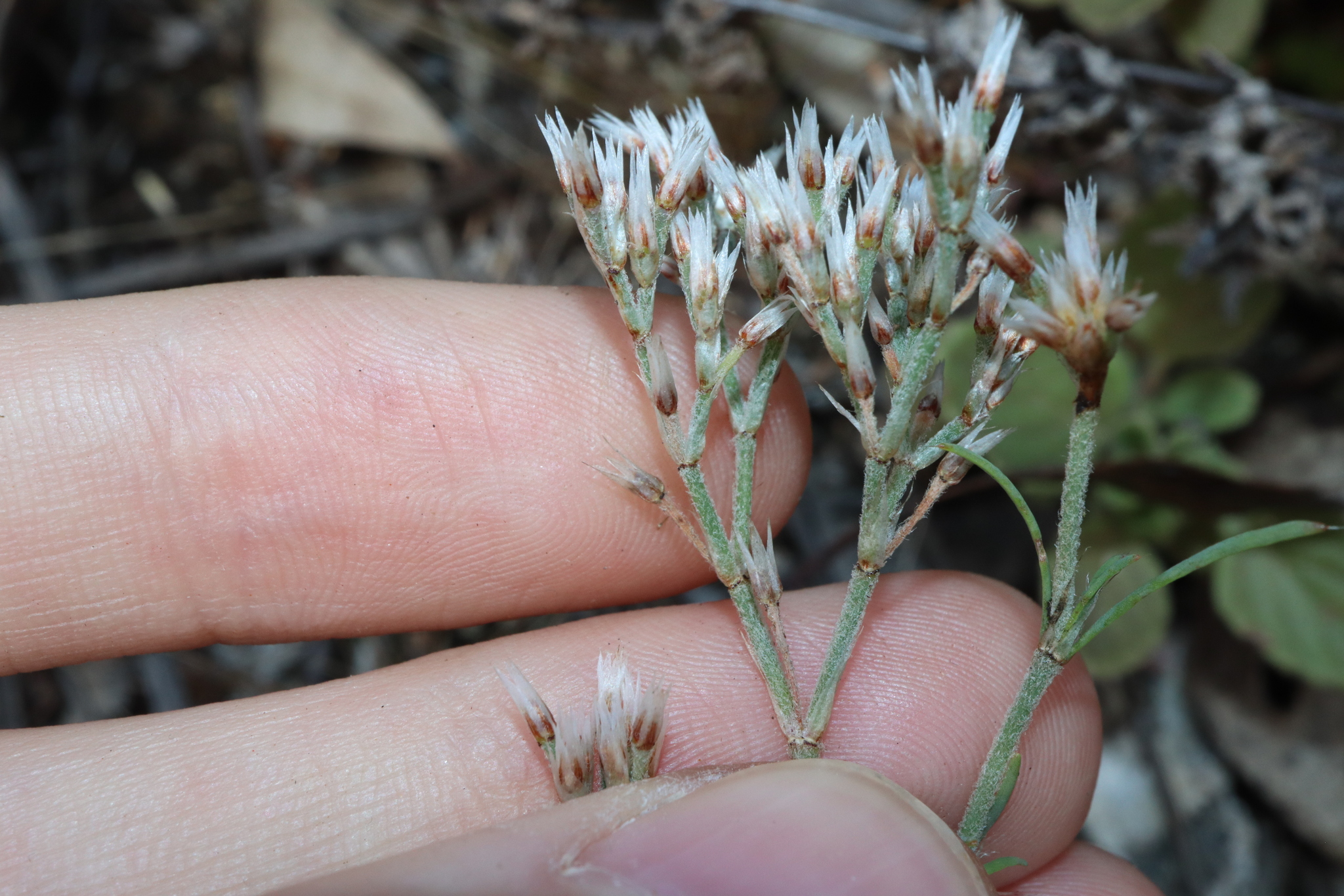 Polycarpaea corymbosa (L.) Lam.