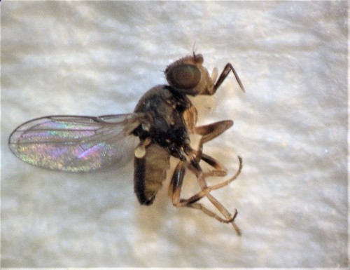 Hippelates Eye Gnats (Hippelates)