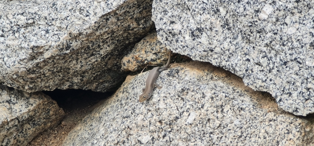 Eastern Ranges Rock-skink in April 2023 by Max Tibby · iNaturalist