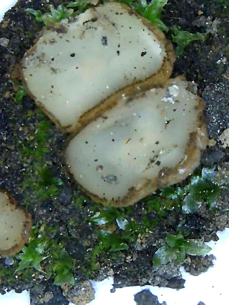 Trichophaea from Payette Lake, McCall, ID, US on June 2, 2023 at 08:17 ...