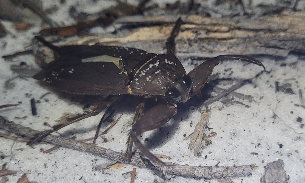 Uhler's Giant Water Bug from Carrabelle, FL 32322, USA on June 02, 2023 ...