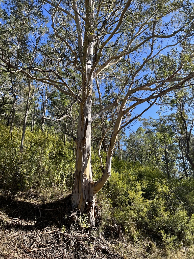 eucalyptus from Dharug National Park, Gunderman, NSW, AU on June 3 ...