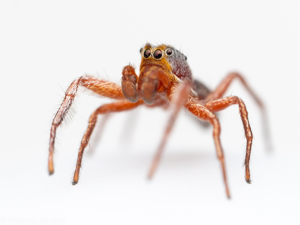 Thick-spined Jumping Spider from Thompson-Nicola, BC, Canada on May 28 ...