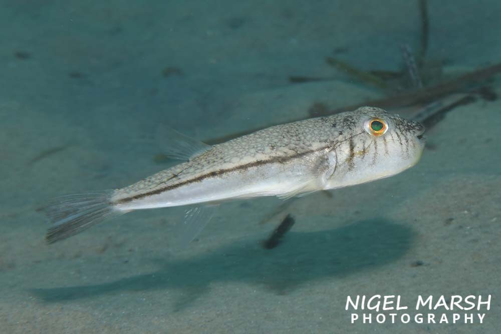 Weeping Toadfish from Gold Coast QLD, Australia on June 3, 2023 at 08: ...