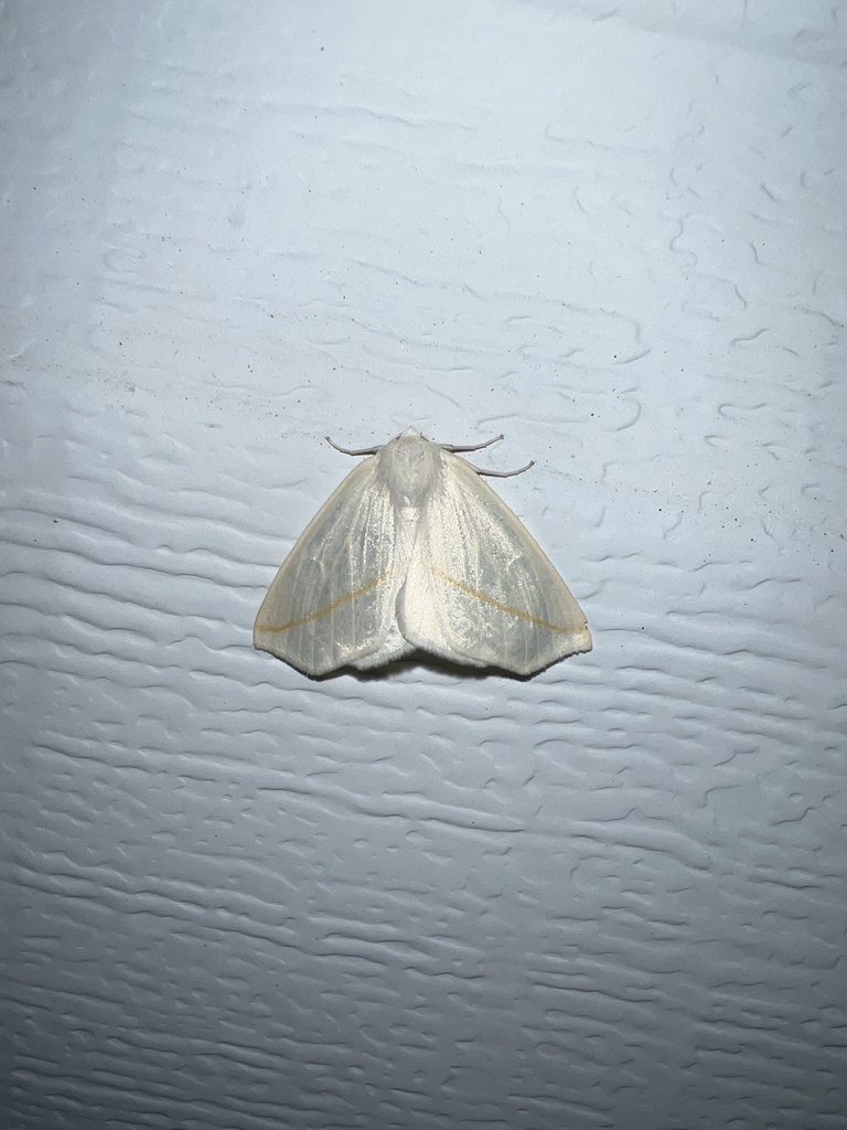 White Slant-line in June 2023 by Brady O'Brien · iNaturalist