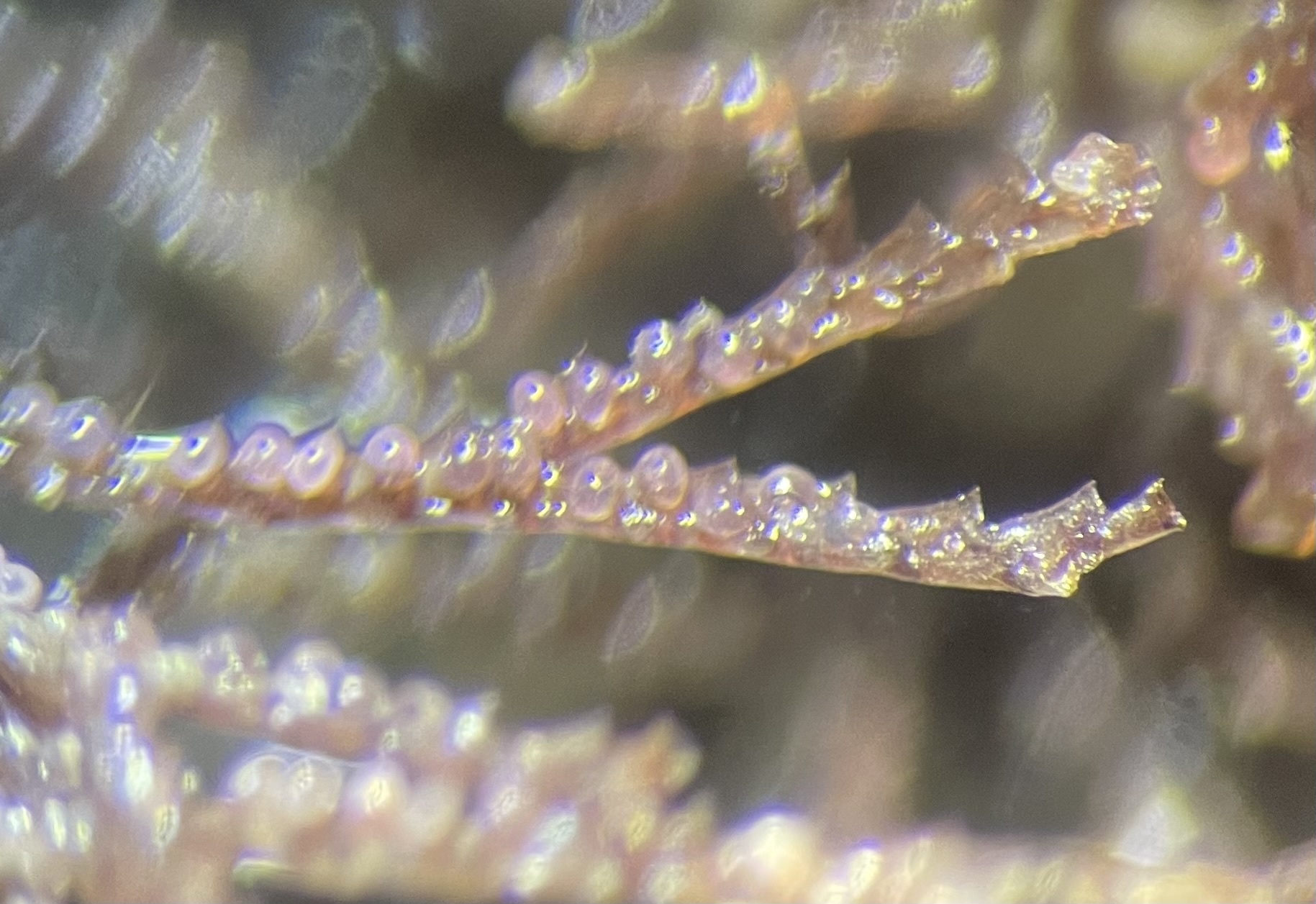 Bugula neritina (Linnaeus, 1758)