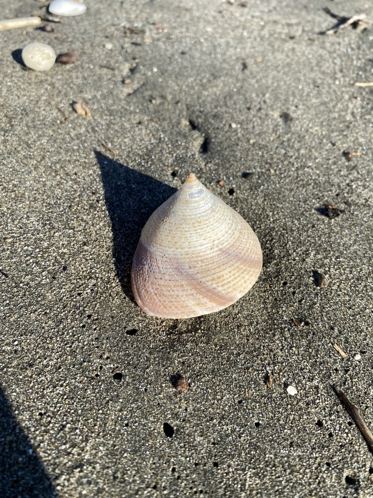Maurea selecta from Peka Peka Beach, Ōtaki, Wellington, NZ on June 3 ...