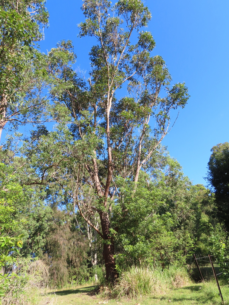 Swamp Mahogany in June 2023 by Christine Rand · iNaturalist