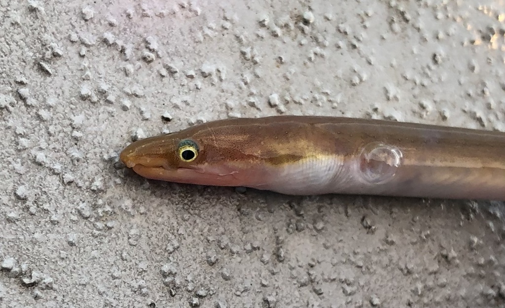 Longfinned Worm Eel from Port Taranaki, Taranaki, NZ on June 03, 2023 ...