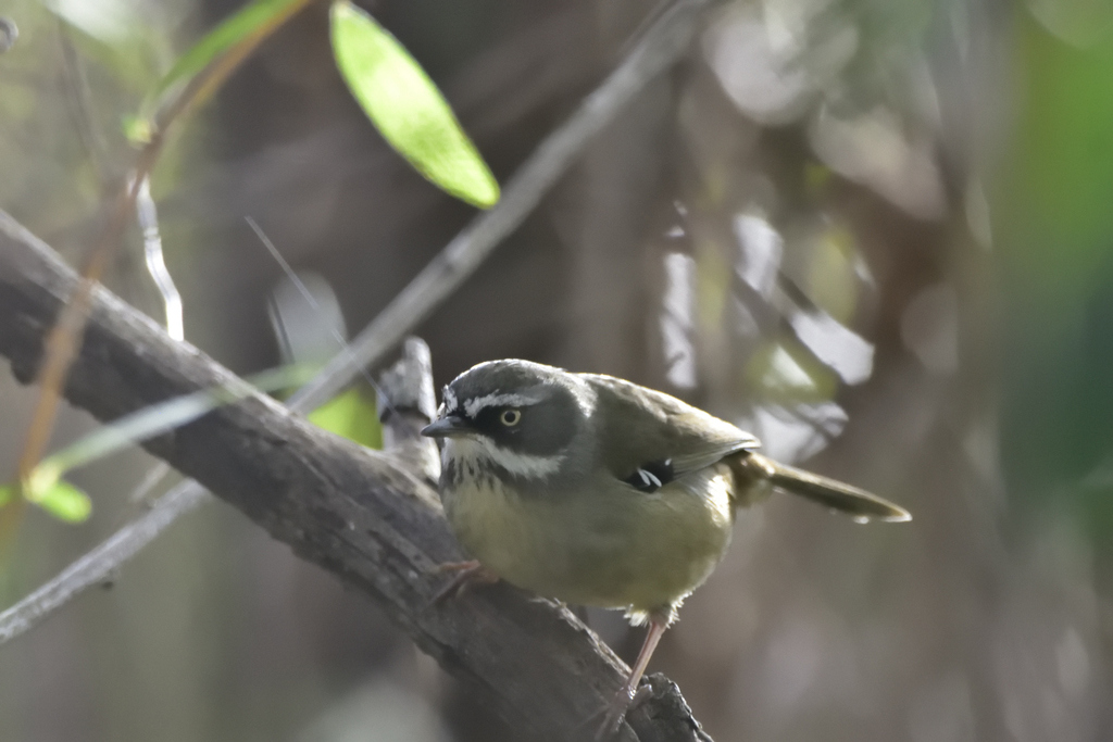 White-browed Scrubwren from Bargo NSW 2574, Australia on June 03, 2023 ...