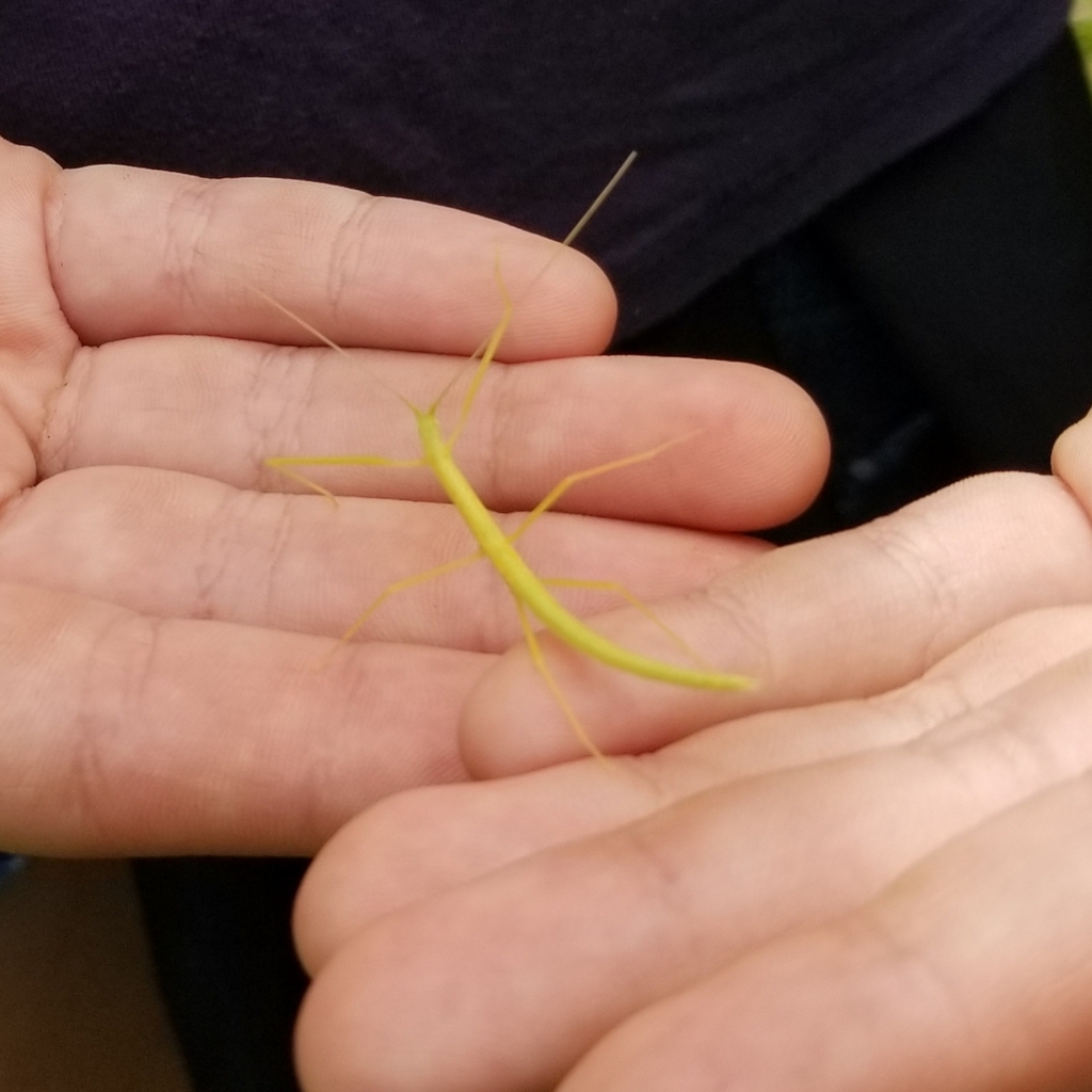 Pink-winged Stick Insect from Lyon Arboretum on June 2, 2023 at 01:46 ...