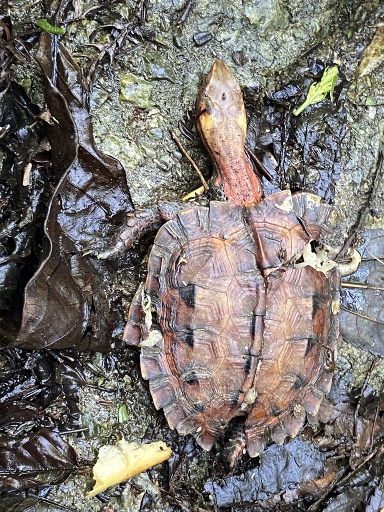 Ryukyu black-breasted leaf turtle in June 2023 by Simon Colenutt ...